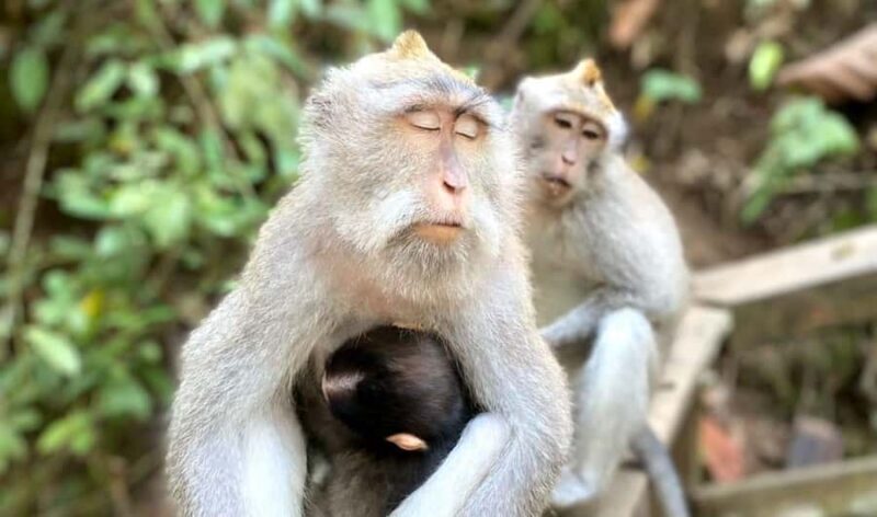 Ubud: Waterfalls, Sacred Monkey Forest & Rice Terraces Tour - What to Expect from the Ubud Waterfalls, Monkey Forest & Rice Terraces Tour