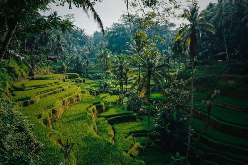 Ubud:Monkey Forest, Rice Terraces, Water Temples, Waterfalls - Frequently Asked Questions