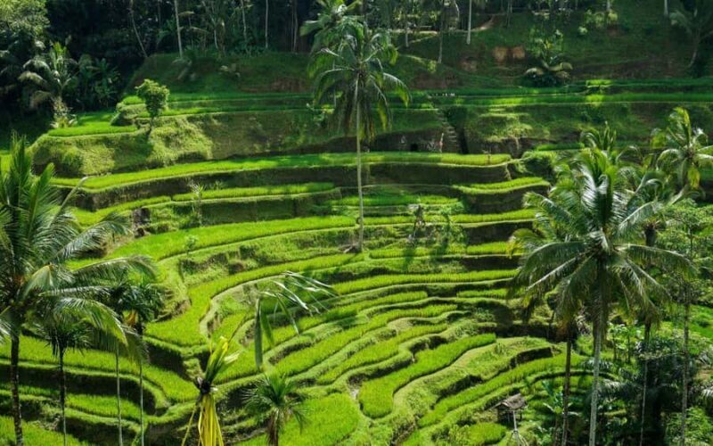 Ubud:private tour riceterace&swing waterfall& tirta empul - Who Will Love This Tour?