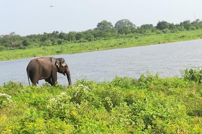 Uda Walawa Safari 1-Day-Tour from Mirissa, Weligama, Ahangama - An In-Depth Review of the Uda Walawa Safari Experience