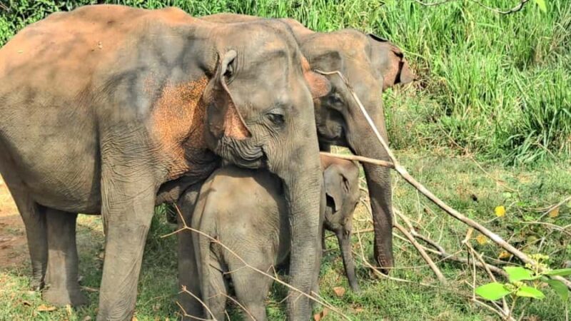 udawalawa/Ella tour (ahangama/waligama/mirissa/hiriketiya) - Who Should Book This Tour?