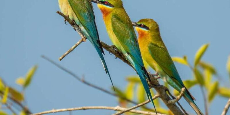 Udawalawa National Park - 4*4 Private Safari Jeep Tour - Who Should Consider This Tour?