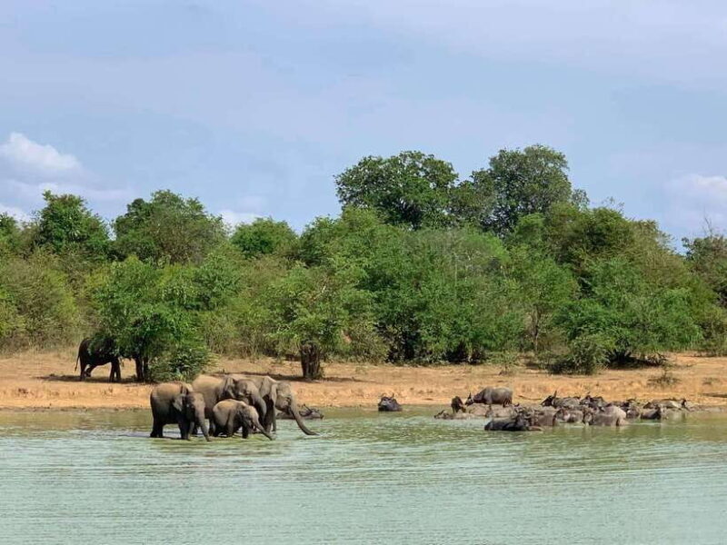 Udawalawa National Park: All Inclusive Safari Day Tour - Final Thoughts