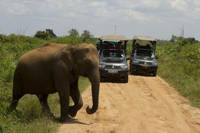 UDAWALAWA National Park ALL INCLUSIVE Tour with PICK UP INCLUDED - Discovering Udawalawe: What to Expect from the Tour