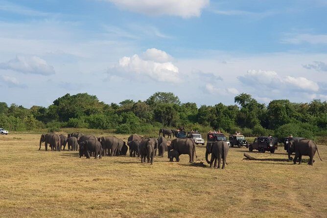 Udawalawa National Park Day Tour - Authentic Experiences and Real Traveler Feedback