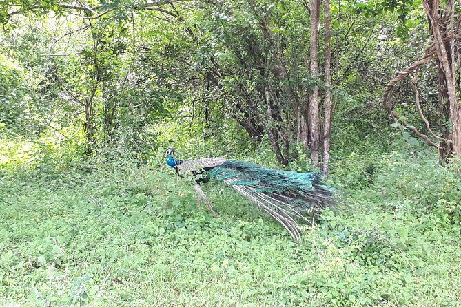 Udawalawa National Park Day Tour - Final Thoughts: Is it Worth It?