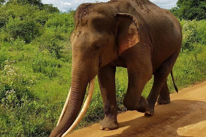 Udawalawa National Park half day Safari - What Travelers Say: Authentic Experiences and Guides