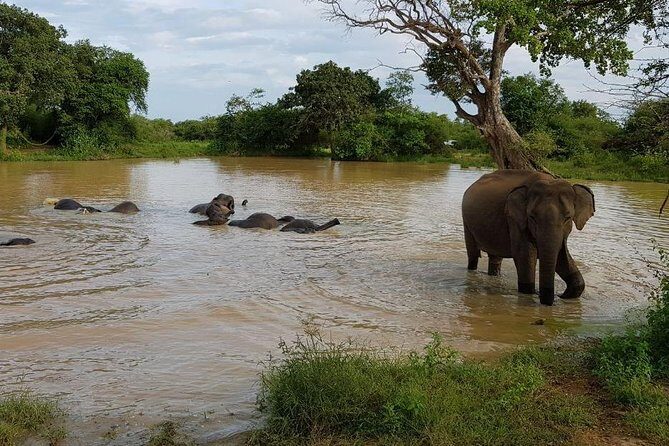 Udawalawa National Park half day Safari - Is This Tour Worth It?