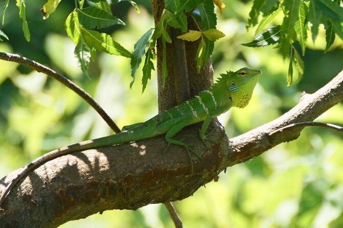Udawalawa National Park half day Safari - Who Will Love This Experience?