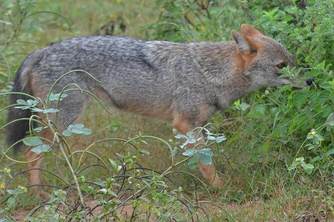 Udawalawa National Park half day Safari - The Sum Up: Is This the Right Tour for You?