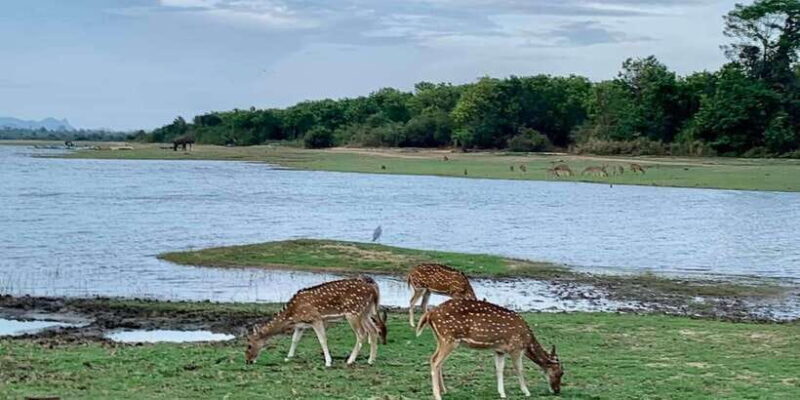 Udawalawa National Park: Morning Afternoon Safari - Key Points