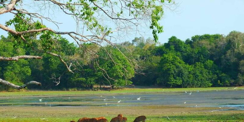 Udawalawa National Park: Morning Afternoon Safari - An Honest Look at the Experience