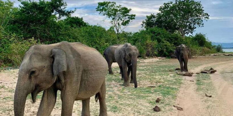 Udawalawa National Park: Morning Afternoon Safari - What to Know Before You Go