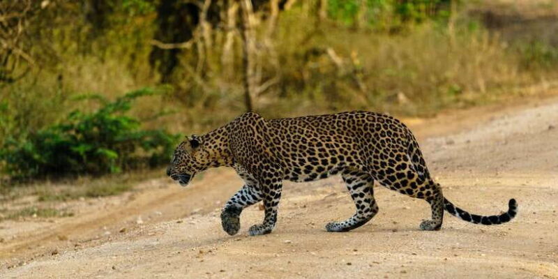 Udawalawa National Park: Morning Afternoon Safari - The Value of This Safari