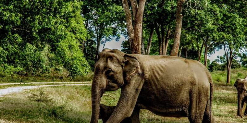 Udawalawa National Park: Morning Afternoon Safari - The Sum Up