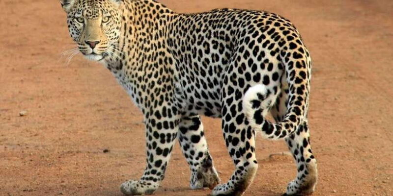 Udawalawa National Park: Morning Afternoon Safari - FAQs