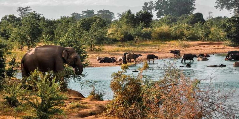 Udawalawa National Park: Private Safari - Key Points