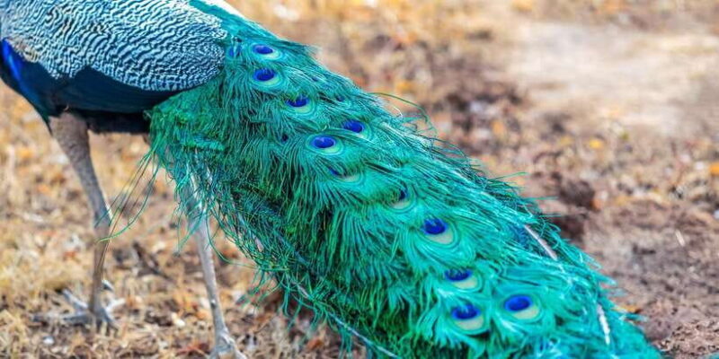 Udawalawa National Park: Private Safari - The Practical Side: Logistics and Tips