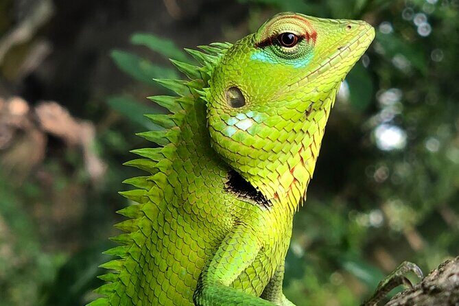Udawalawa National Park Safari Day Tour - Introduction
