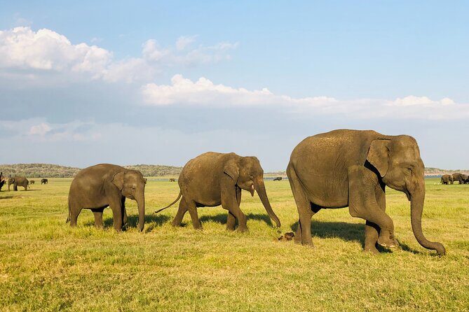 Udawalawa National Park Safari Day Tour - What’s Included and What’s Not