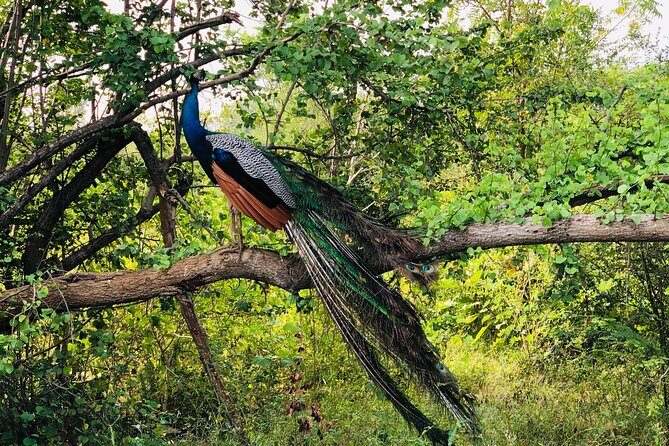 Udawalawa National Park Safari Day Tour - Who Will Love This Tour?