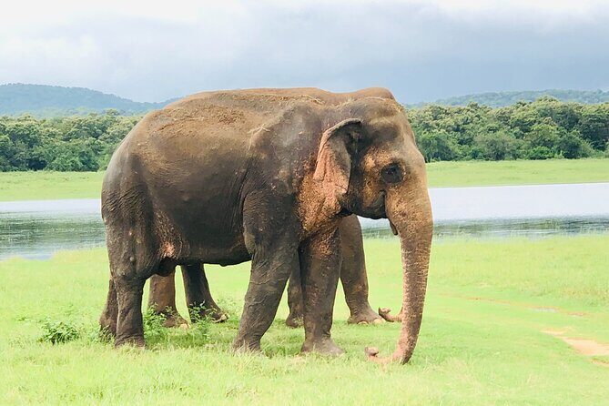 Udawalawa National Park Safari Day Tour - The Sum Up