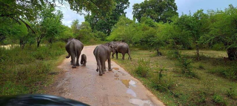Udawalawa National Park Safari & Elephant Transit Home Tour - An Intro to Udawalawa Safari & Elephant Transit Home Tour