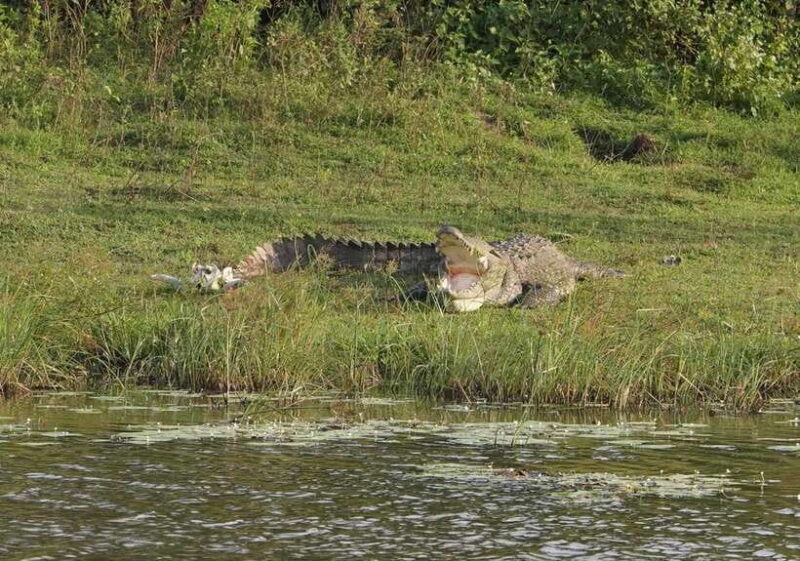 Udawalawa National Park Safari & Elephant Transit Home Tour - Transportation and Group Size