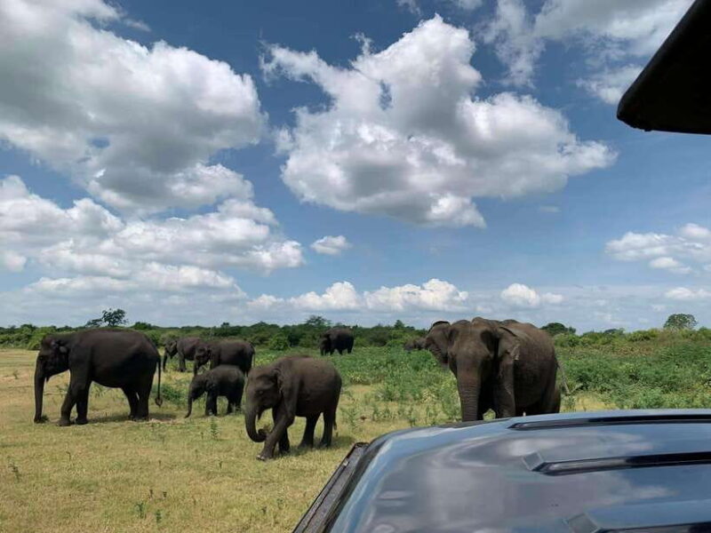 Udawalawa National Park: Safari & Elephant Transit Home Tour - Discovering Udawalawe: An In-Depth Look