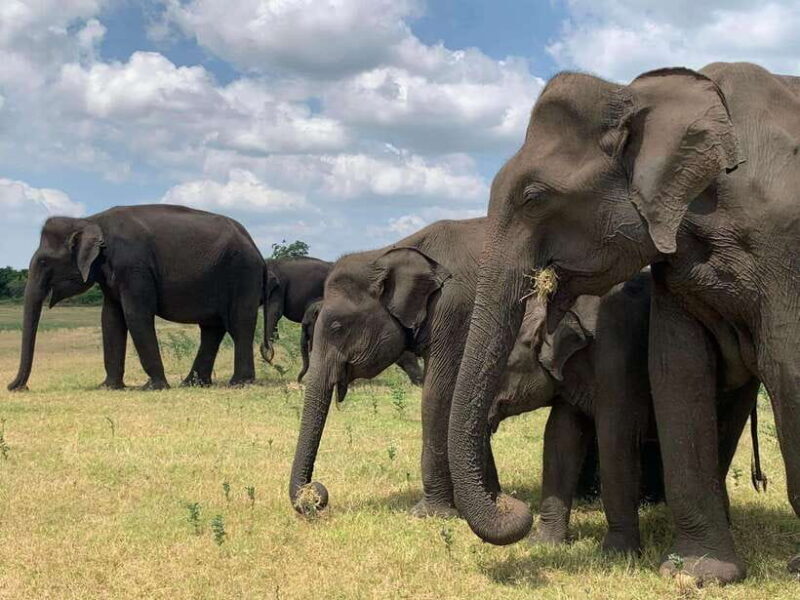 Udawalawa National Park: Safari & Elephant Transit Home Tour - Practical Tips for Visitors