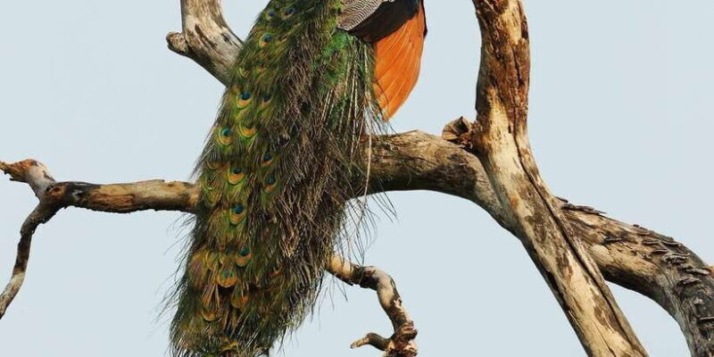 Udawalawa National Park Safari & Elephant Transit Home Tour - Final Thoughts: Who Will Love This Tour?