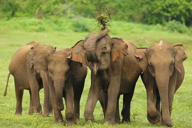 Udawalawa National Park Safari Tour From Ella - Key Points