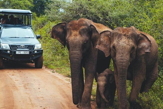 Udawalawa National Park Safari Tour From Ella - Who Is This Tour Best For?