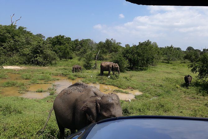 udawalawa One Day Tour - The Tour Experience: A Full Day of Adventure and Culture