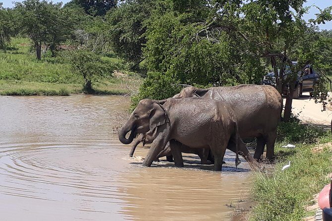 udawalawa One Day Tour - Practical Tips for Travelers