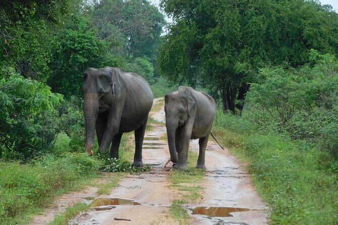 Udawalawa Safari & Elephants Orphanage Tour from Hambantota port - Key Points