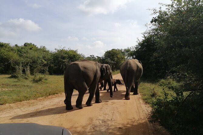 Udawalawa Safari & Elephants Orphanage Tour from Hambantota port - Udawalawe National Park - A Highlight for Elephant Lovers