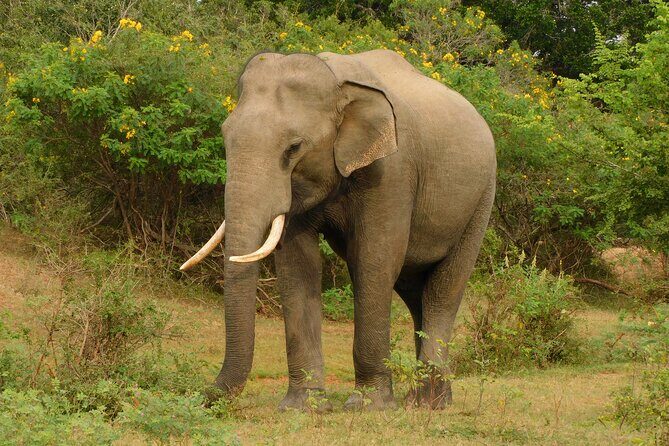 Udawalawa Safari & Elephants Orphanage Tour from Hambantota port - What to Expect and How to Prepare