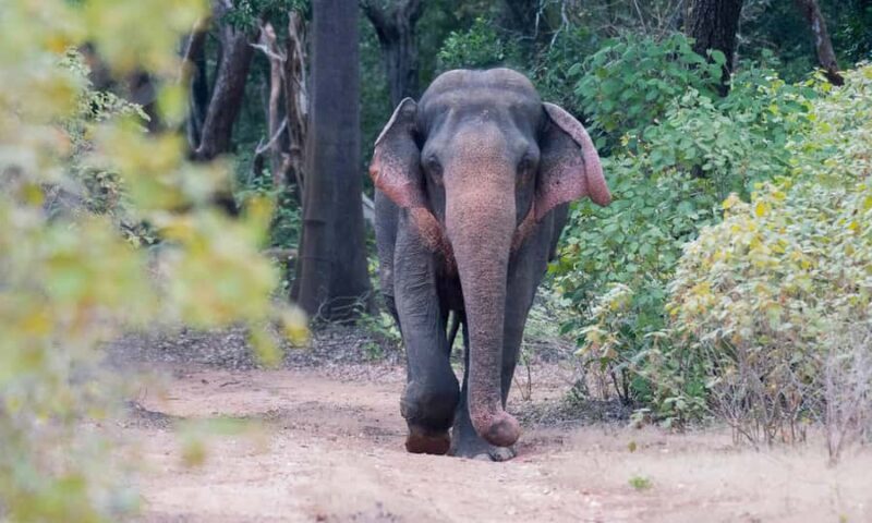 Udawalawa Safari Including Pickup & Dropoff - Key Points