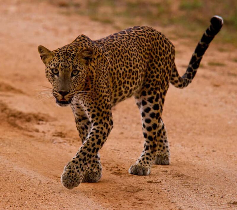 Udawalawa Safari Including Pickup & Dropoff - The Journey Begins: Easy Pickup and Seamless Logistics