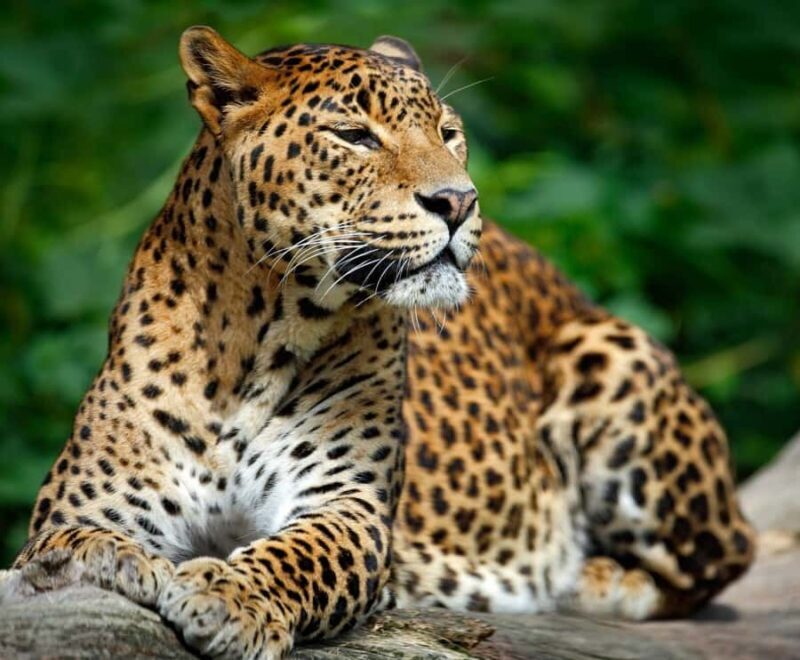 Udawalawa Safari Including Pickup & Dropoff - The Scenic Drive and Off-road Adventure