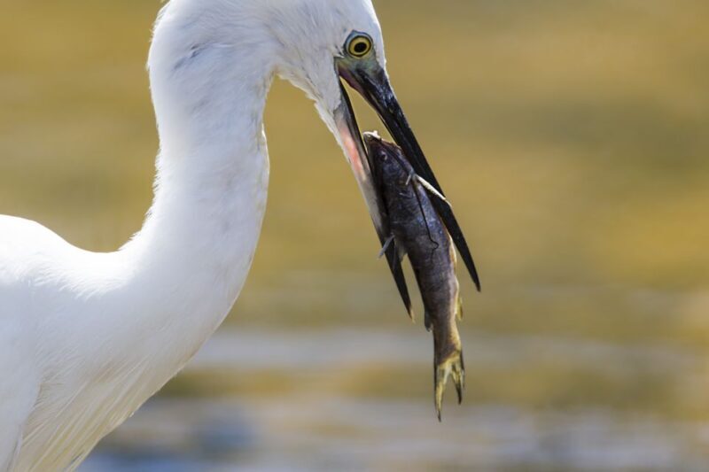 Udawalawa: Udawalawa National Park Safari Tour - Final Thoughts