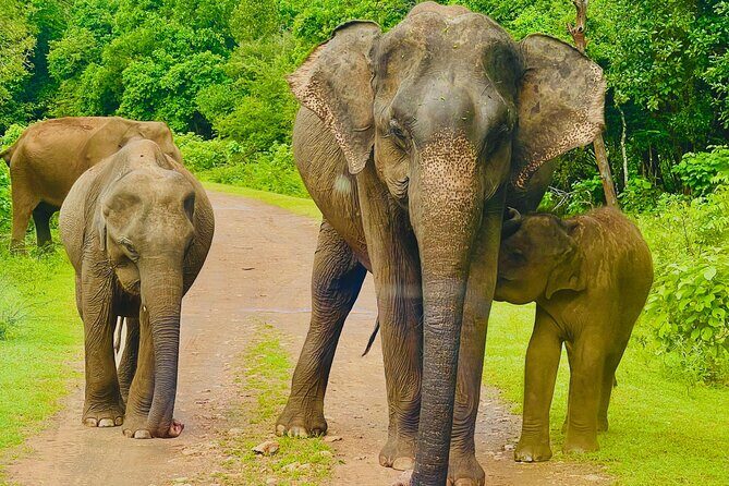 Udawalawa Wild Life Safari - Key Points