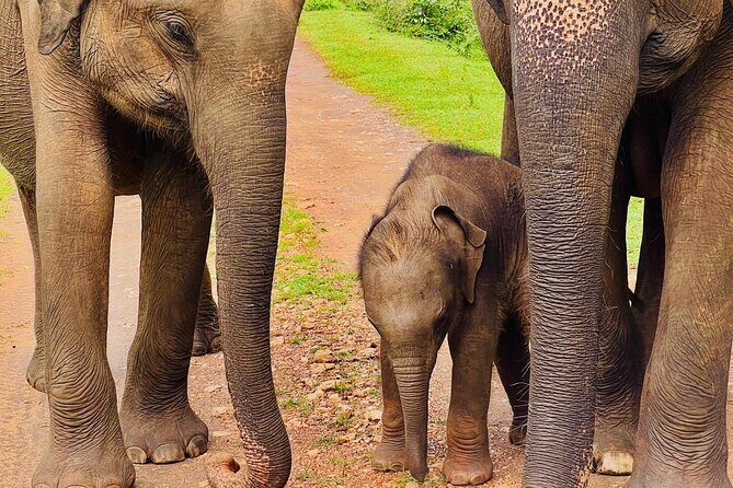 Udawalawa Wild Life Safari - What to Expect on the Safari