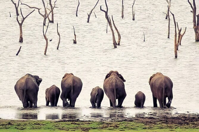 Udawalawe Elephant Safari and Orphanage Tour Shore Excursions - In-Depth Breakdown of the Experience