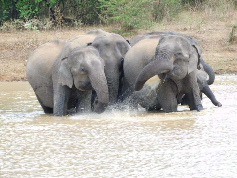Udawalawe Elephants Safari Tour from Hambantota port - Key Points