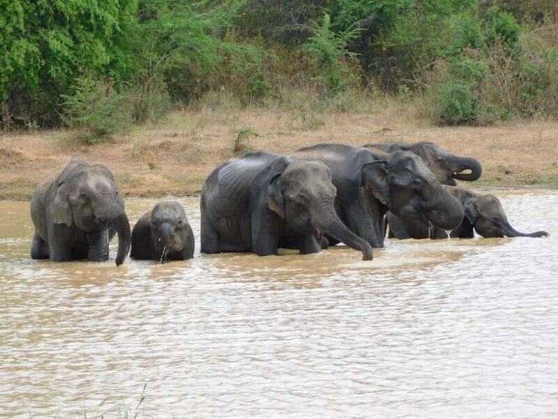 Udawalawe Elephants Safari Tour from Hambantota port - What Really Sets This Tour Apart