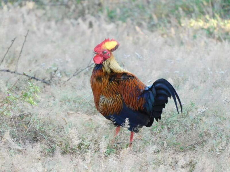 Udawalawe Elephants Safari Tour from Hambantota port - Authenticity and Customer Satisfaction