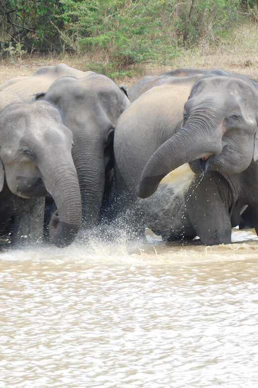Udawalawe Elephants Safari Tour from Hambantota port - Practical Tips for Travelers
