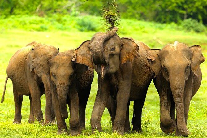 Udawalawe Half Day Safari (Entrance + Lunch) - Why This Tour Could Be a Great Choice